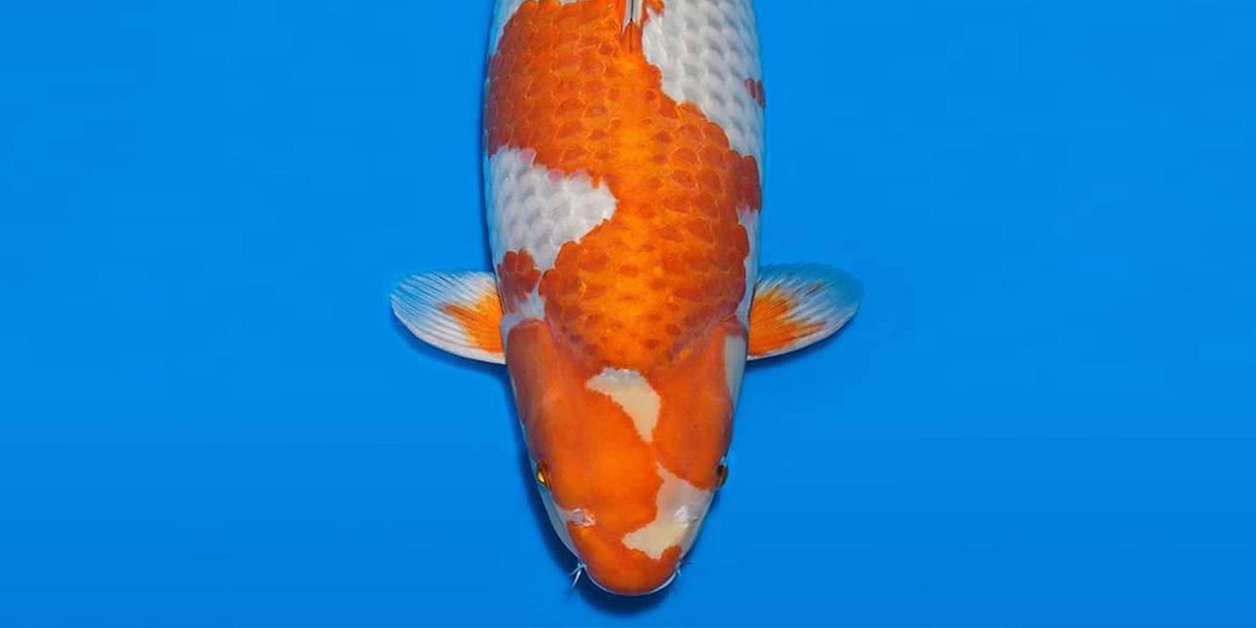 Sunny Bank Koi | Japanese Koi For Sale | Koi Food & Treatments