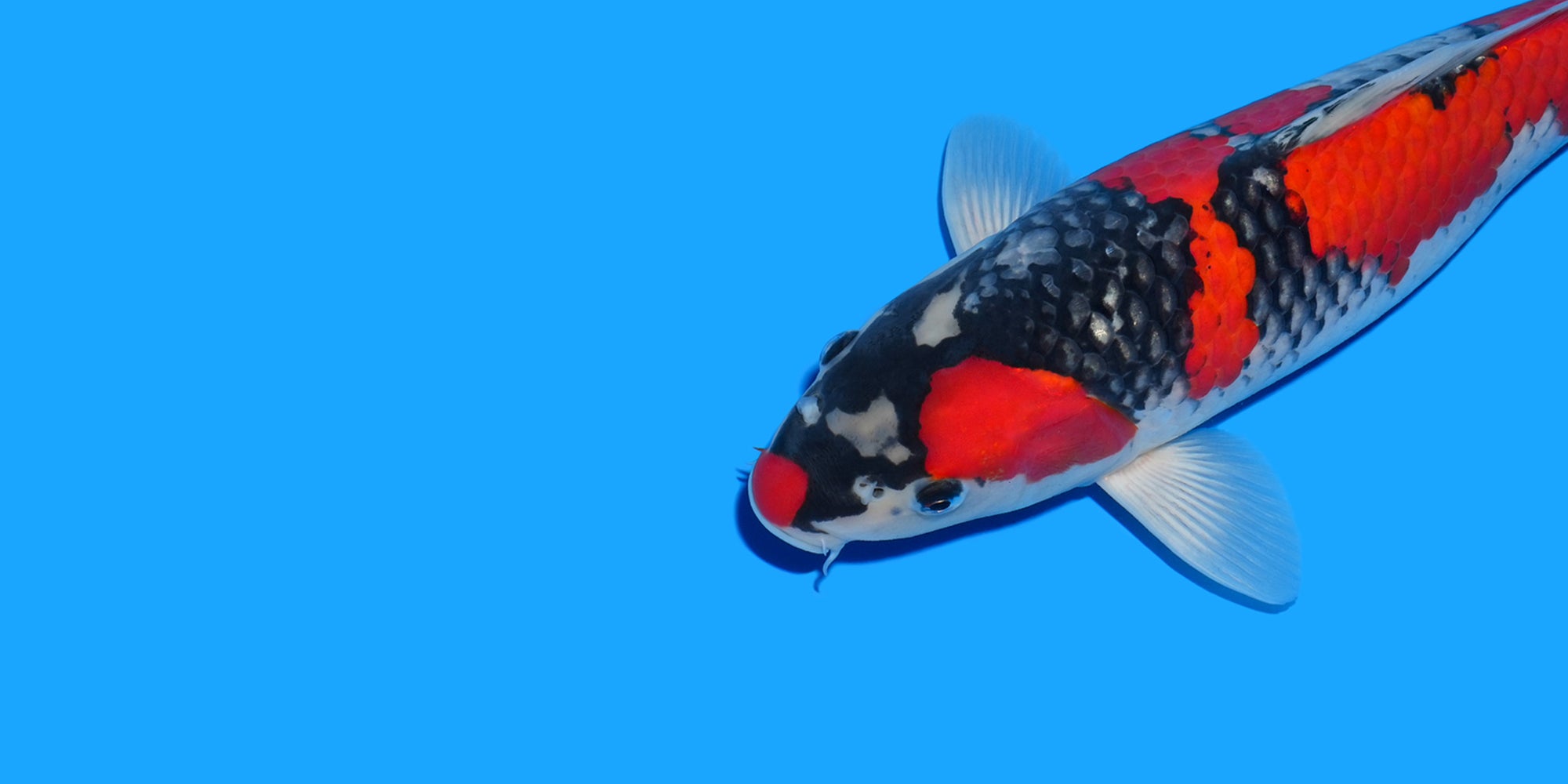 Japanese Koi For Sale