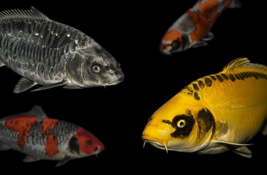Sunny Bank Koi | Japanese Koi For Sale | Koi Food & Treatments