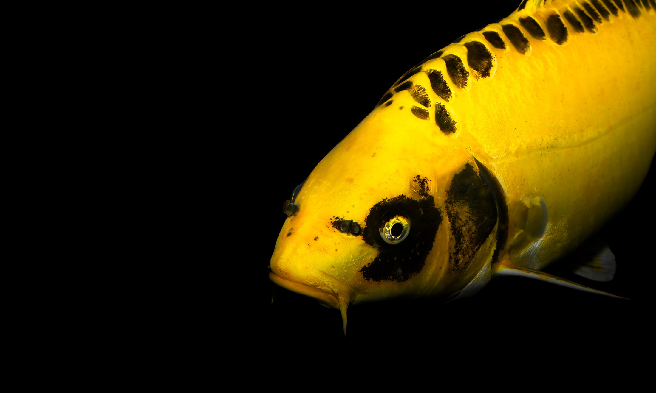 Sunny Bank Koi | Japanese Koi, Tamasaba & Pond Supplies