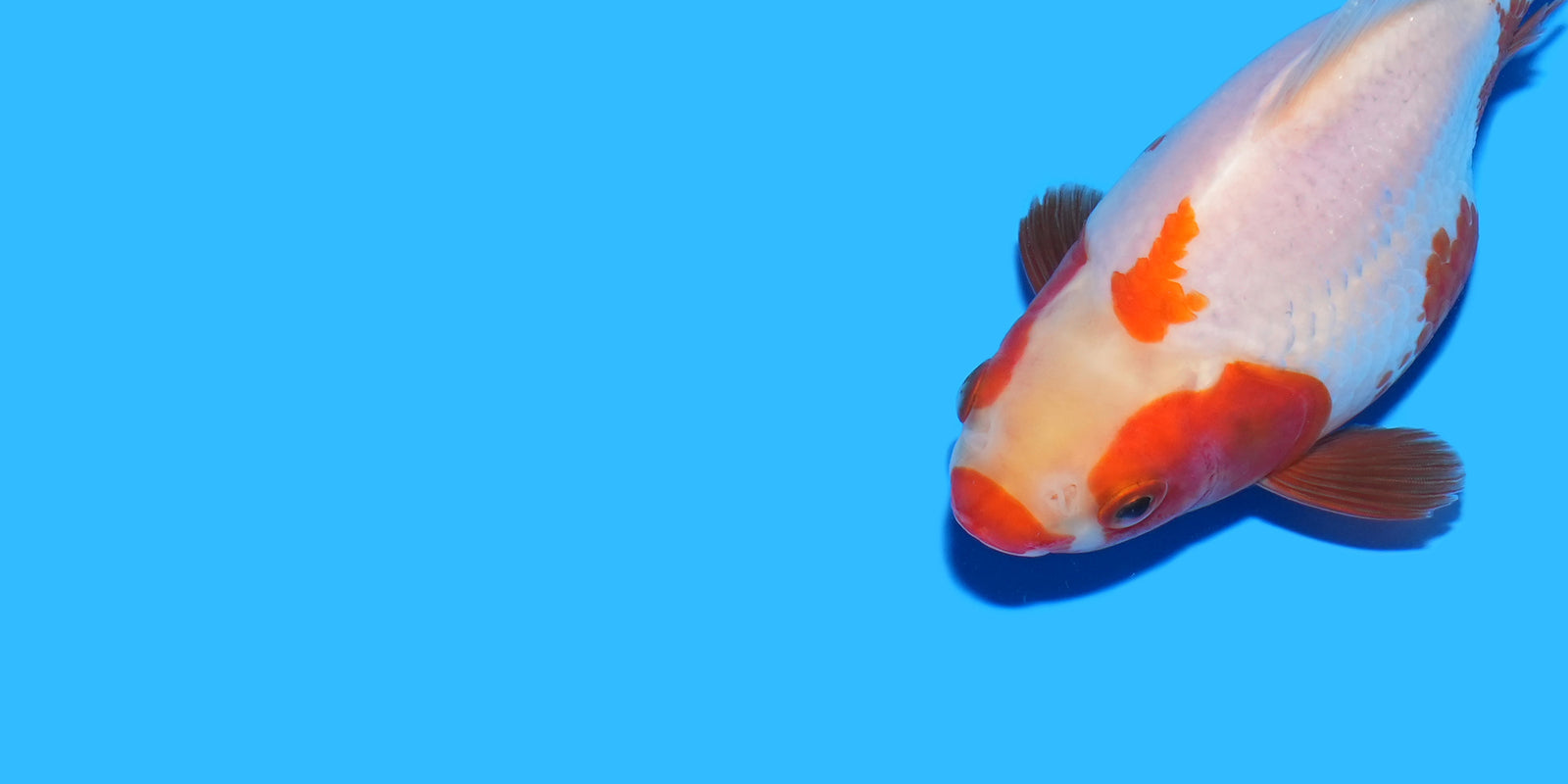 Japanese Tamasaba For Sale